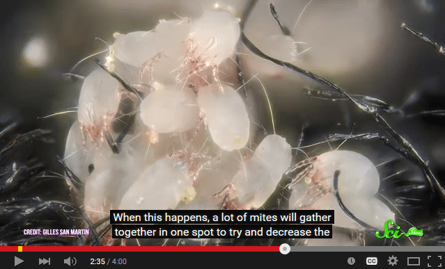 Sleeping with Bugs: 3 Horrific Truths about Dust Mites